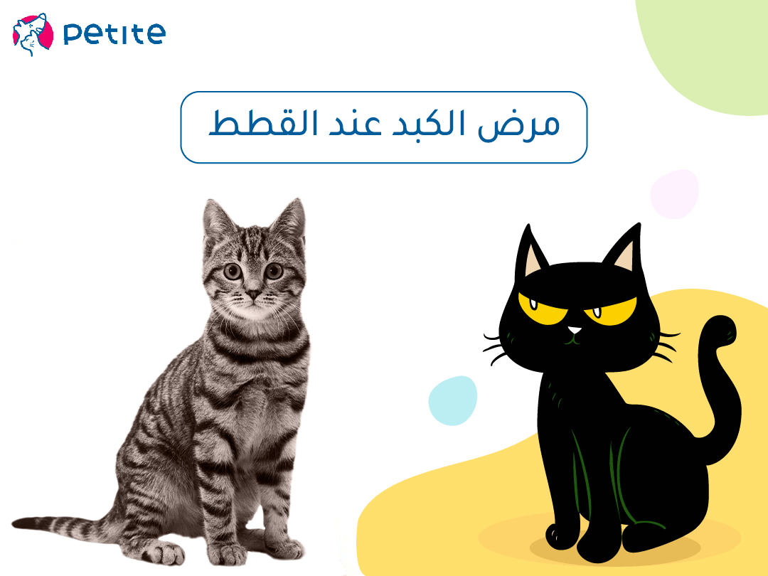 Symptoms of liver disease in cats – Petite