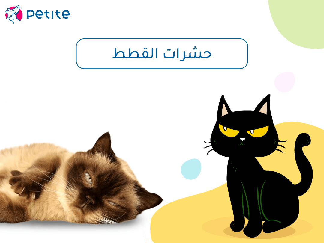 Types of cat insects and their most important causes – Petite